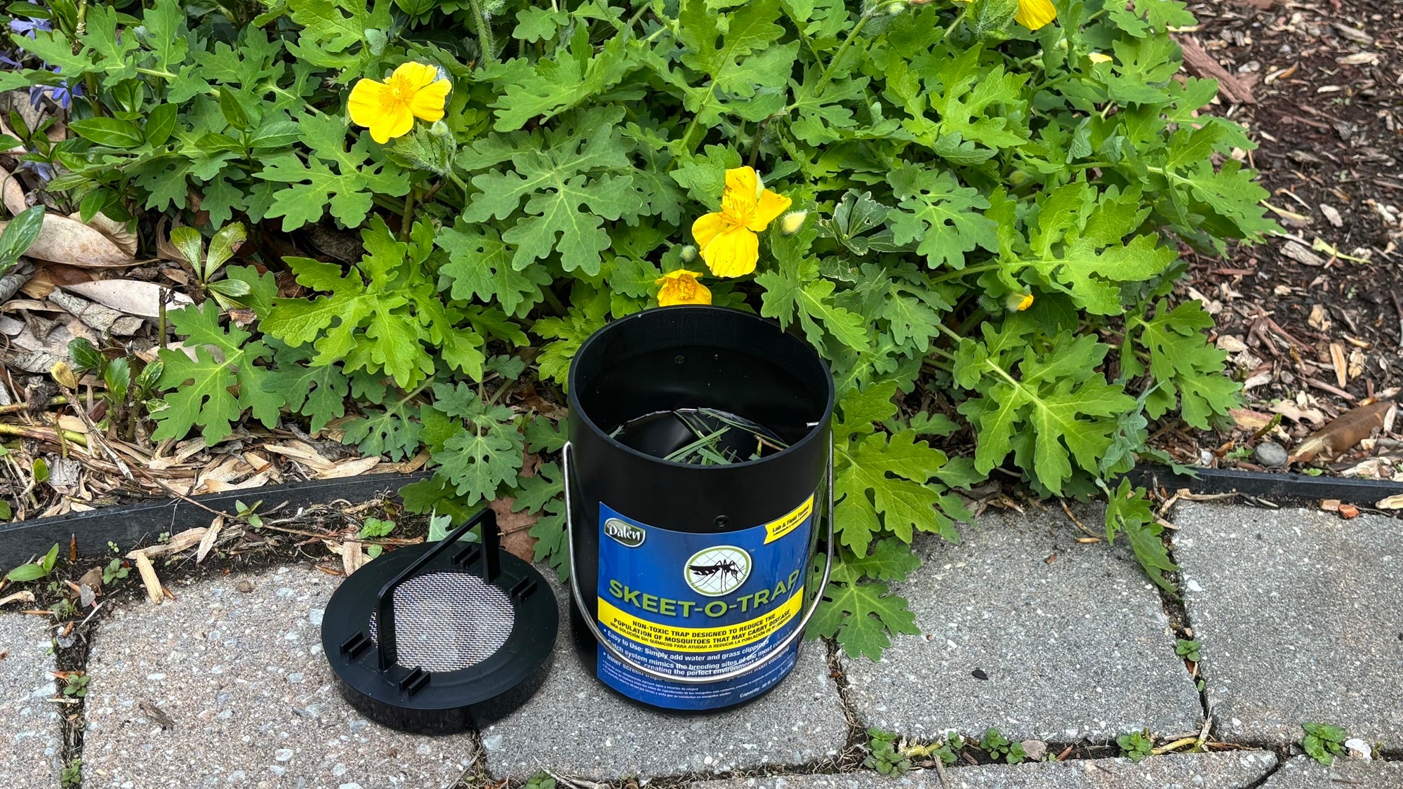 SKEET-O-TRAP Unique Mosquito Repellent Ovitrap for Yard or Garden ...