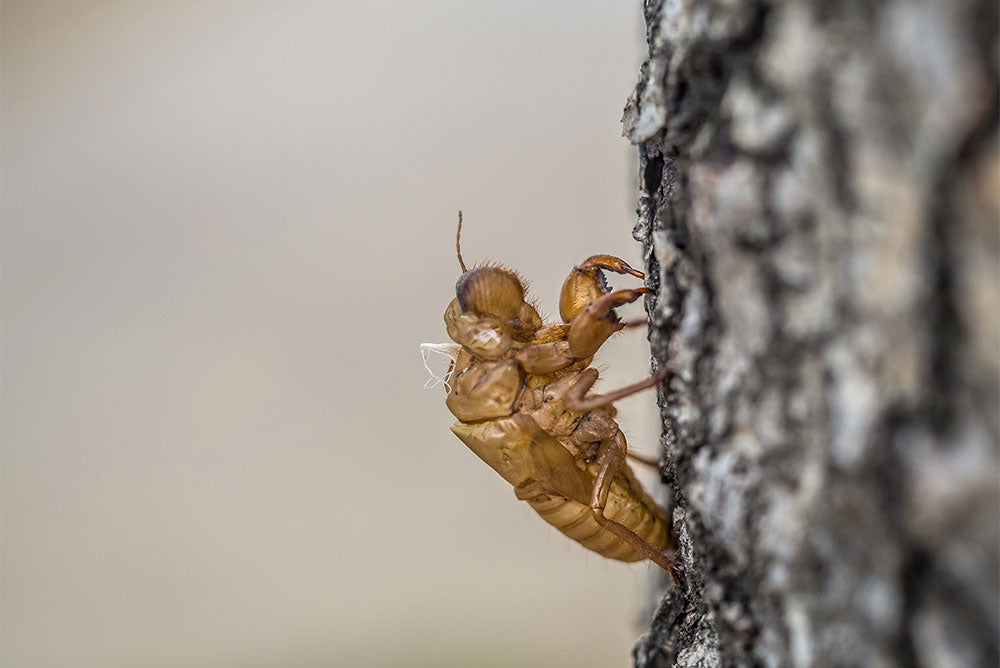 2024 Double Brood Periodical Cicada Event: What to Know - Dalen Products